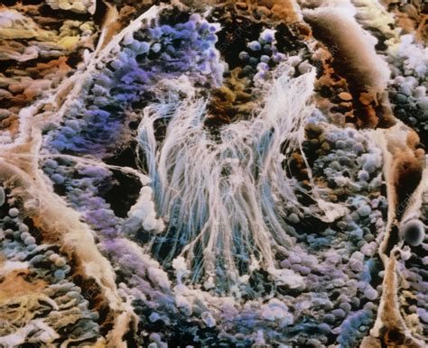 Coloured Sem Of A Seminiferous Tubule Stock Image P608 0051
