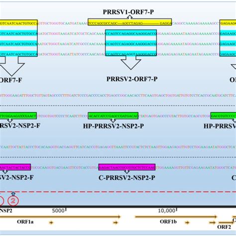 Primers And Probes Designation Chart Three Gene Fragments Of Prrsv Are