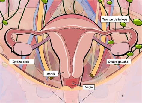 organes génitaux femme palli science site officiel de formation en