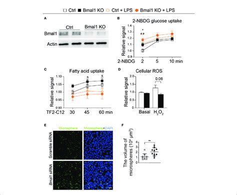 Knockout Of Bmal1 Affects Energy Utilization Of Microglial Cells A