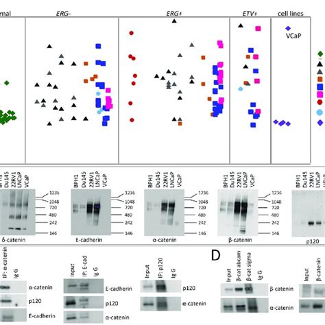 Characterization Of δ Catenin Binding Complex A B Comparison Of