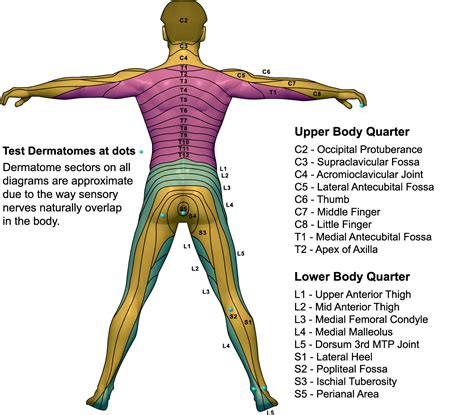 Posterior Dermatome Map Qxmd Printable Lab