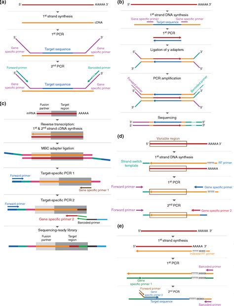 Figure 1 From Rna Seq Methods For Transcriptome Analysis Semantic