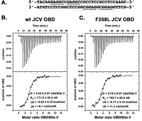Measuring The Affinity Of The F258l And Wt Jcv Obds To Bind To The