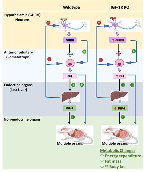 Cells Free Full Text The Role Of Insulin Like Growth Factor 1 Igf