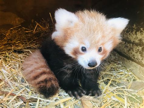 ladies and gentleman a red panda cub aww