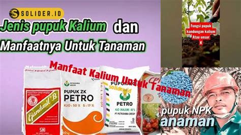Temukan Manfaat Kalium Untuk Tanaman Yang Jarang Diketahui Solider