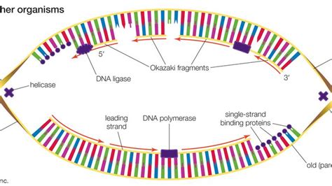 replication genetics britannica