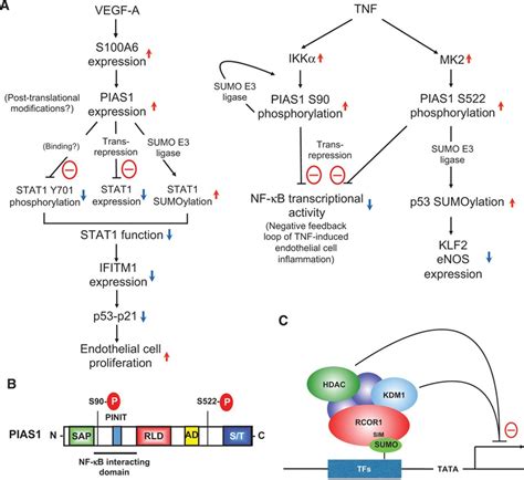 Multiple Functions Of Protein Inhibitor Of Activated Stat1 In
