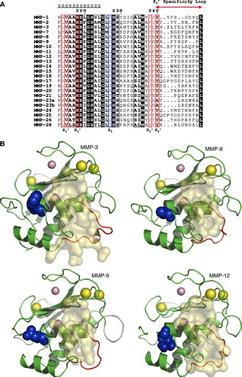 Sequence Alignment Of Every Human Mmp Active Site A The Amino Acid