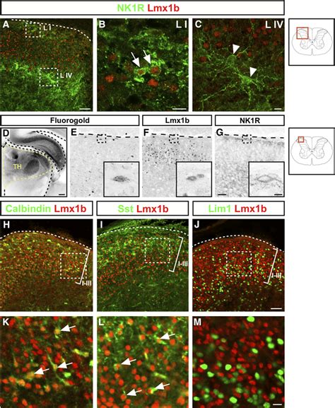 Lmx1b Is Expressed In Nk1r Dorsal Horn Neurons A Dorsal Horn Of