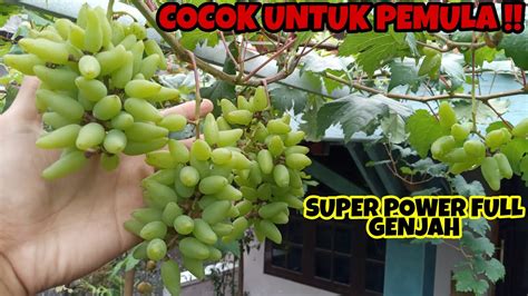 Jenis Anggur Untuk Pemula Anggur Oscar Sangat Mudah Berbuah Youtube