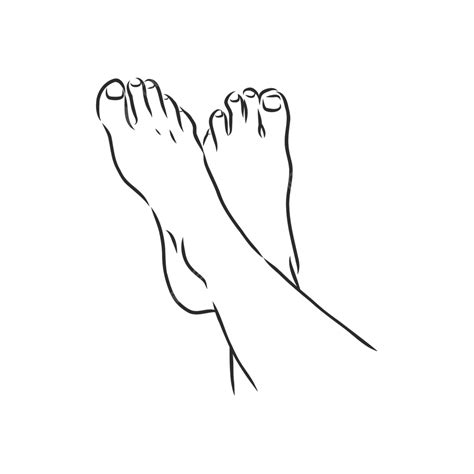 Vector Sketch Of A Barefooted Womans Foot Toe People Linear Vector Toe