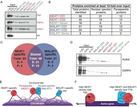 The Long Noncoding Rnas Neat1 And Malat1 Bind Active Chromatin Sites