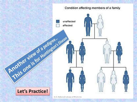 Ppt Lesson 18 Using Punnett Squares And Pedigrees Powerpoint