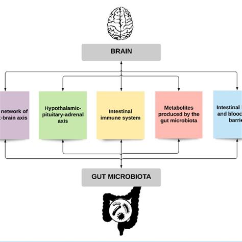 Five Possible Communication Pathways Of The Microbiota Gut Brain Axis