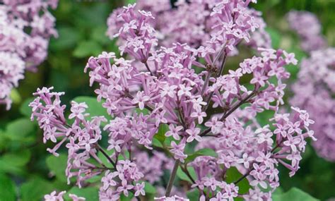 Dwarf Lilac Bush Varieties
