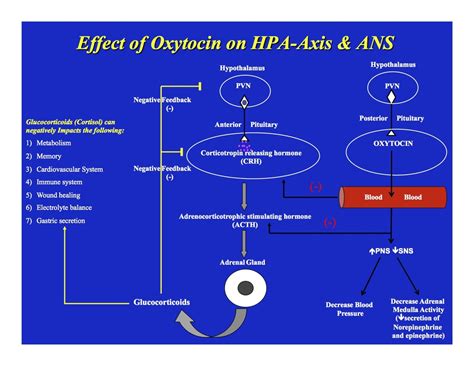 part 2 advanced hug physiology — rowan center for behavioral medicine