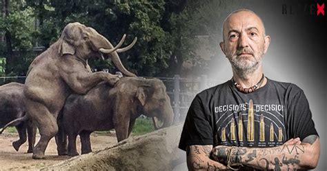 Jak Velký Penis Má Slon Ptejte Se Jxd V Silvetrovském Online Chatu Na