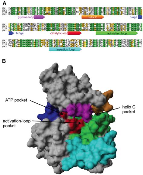 Structure Of The Jak2 Kinase Domain With Its Conserved Elements A