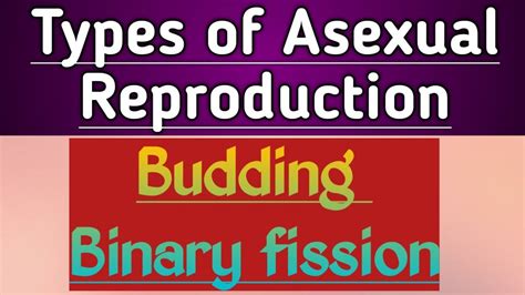 Lecture 2 Types Of Asexual Reproduction Fission And Budding