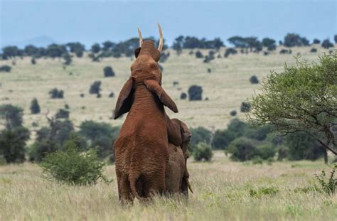 Beim Sex Experimentieren Tiere Gerne