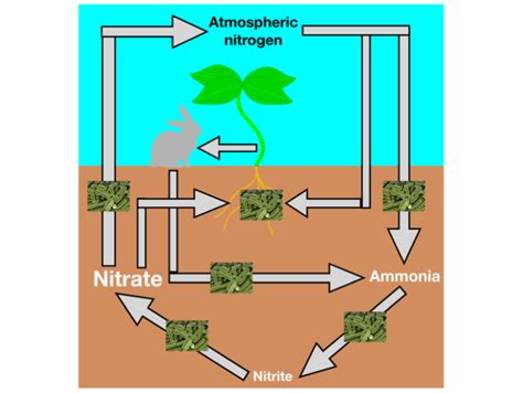 Biology Toolbox The Role Of Microbes In The Nitrogen Cycle