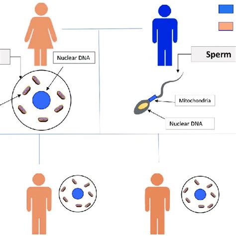 Inheritance Pattern Of Mitochondrial Dna Mtdna Is Transferred Along