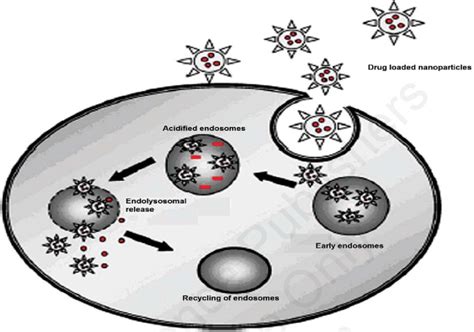 Schematic Representation Of Nanoparticle Internalization In Cells [80
