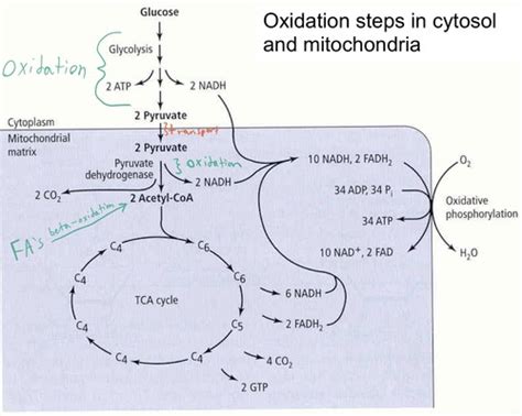 Lecture 16 Tca Cycle And Oxidative Phosphorylation Flashcards Quizlet