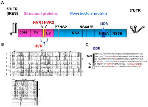 Ijms Free Full Text Hepatitis C Virus Viral Quasispecies And Genotypes