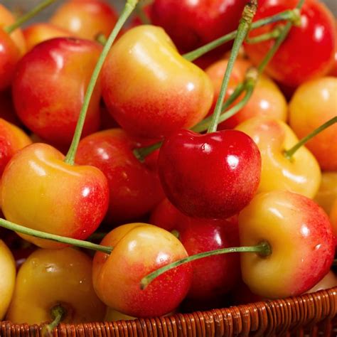 Rainier Cherry Linden Lane Farms