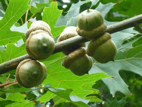Tree Of The Month Pin Oak Tree Cherokee Tree Care