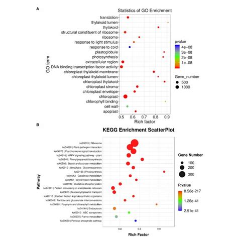 The Result Of A Functional Annotation Download Scientific Diagram
