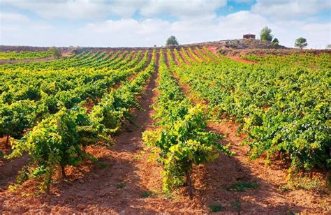 El Ministerio De Agricultura Pesca Y Alimentación Distribuye