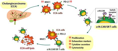 Cytotoxic Activity Of Anti Mucin 1 Chimeric Antigen Receptor T Cells
