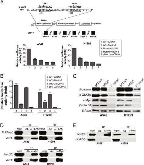 Fibulin 5 Suppresses Mmp 7 Expression Through Its Integrin Binding Rgd