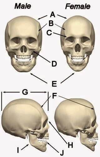 Determining Sex Using The Skull Forensicpedia