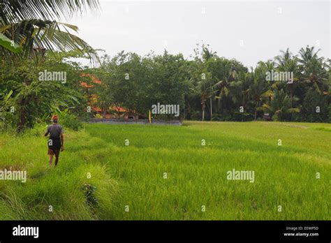 A Balinese Farmer Walking Alongside His Rice Paddy Ubud Bali Stock