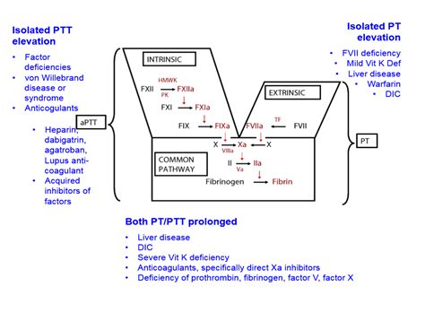 Intrinsic Pathway Coagulation Cascade