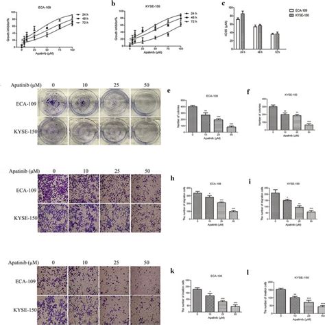 Apatinib Inhibited The Proliferation Migration And Invasion Of Escc