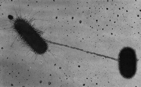 bacterial sex a building block for biotech circulating