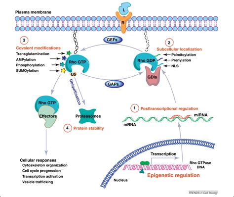 Rho Gtpase Regulation By Mirnas And Covalent Modifications Trends In