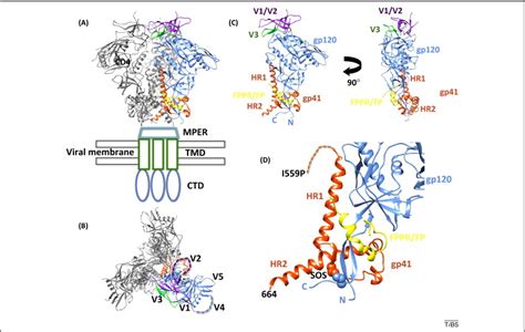 insights into the trimeric hiv 1 envelope glycoprotein structure