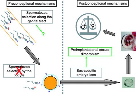 transcriptional sexual dimorphism during preimplantation embryo