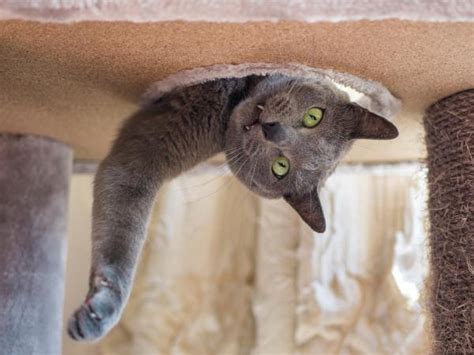 100 Curiosidades Sobre Os Gatos Que Te Surpreenderão Descubra As