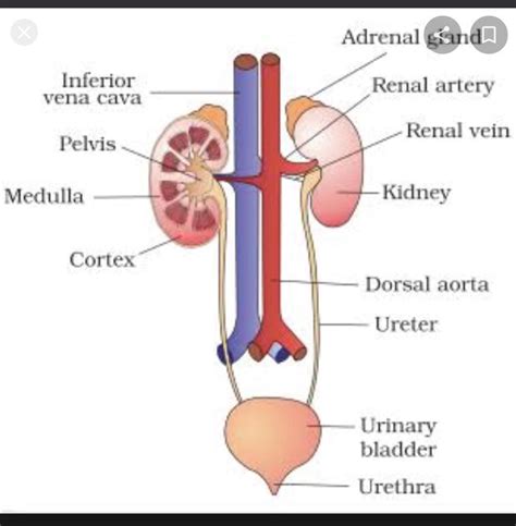 List 97 Wallpaper Well Labelled Diagram Showing How Your Body Inhales