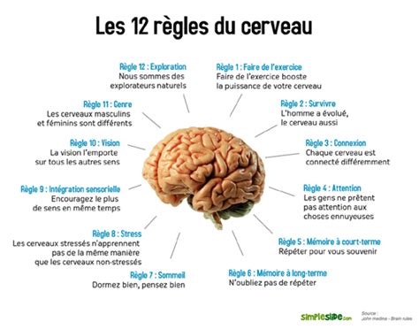 👍 Comment Fonctionne Le Cerveau