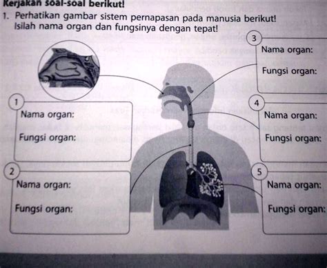 Solved Perhatikan Gambar Sistem Pernapasan Pada Manusia Berikut