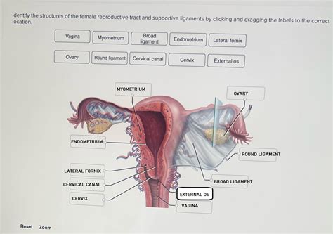 [solved] Identify The Structures Of The Female Reproductive Tract And